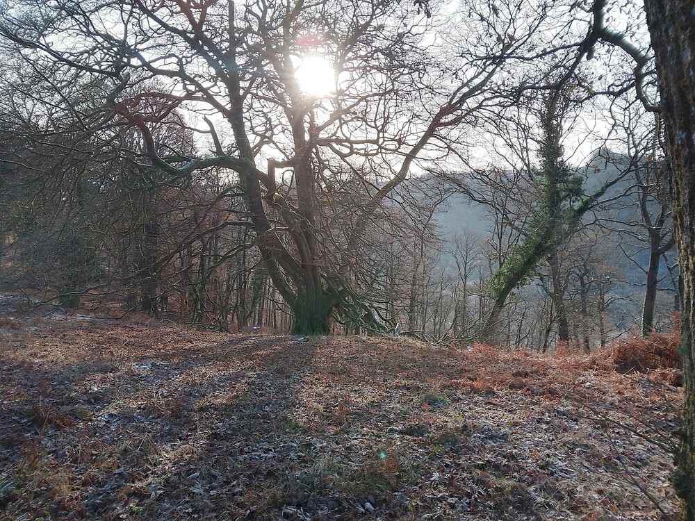 November/December Nature Musings 2023 | Dr Karen Stead-Dexter